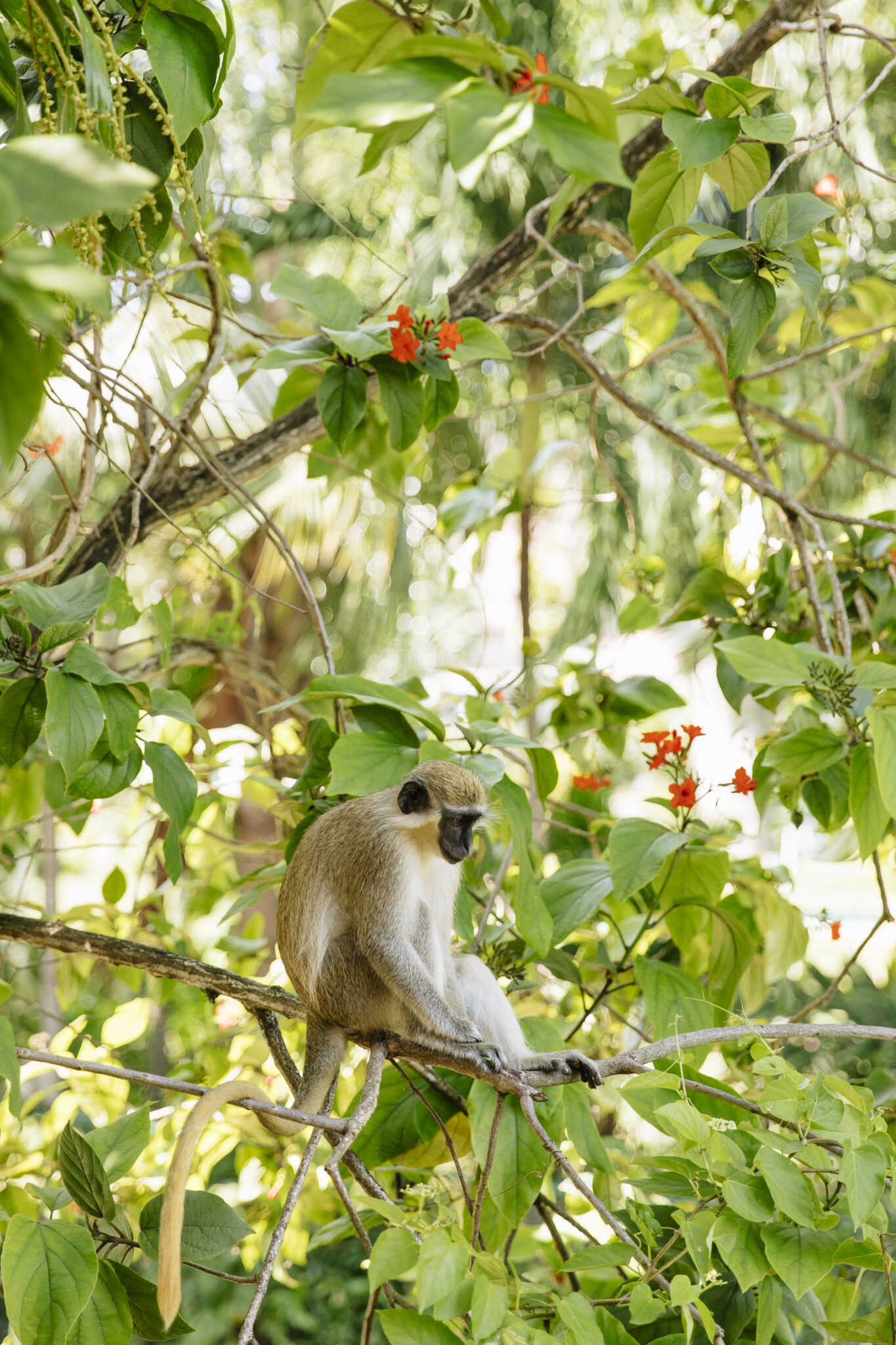 Emma & Tom - Stories Told by Sam: Barbados + Trinidad Photographer